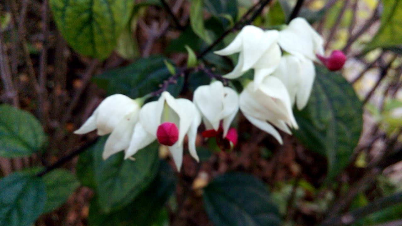 Garden Care Simplified: Important Information Why You Need To Repot ...