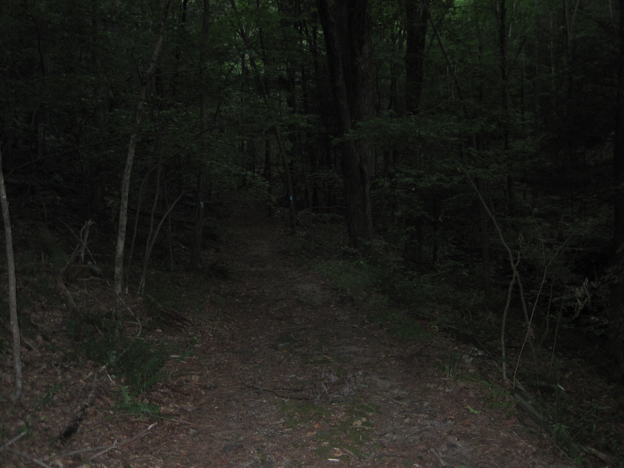 Anne's Creative Cornucopia: Dudley Town Dark Entry Road and Forest ...