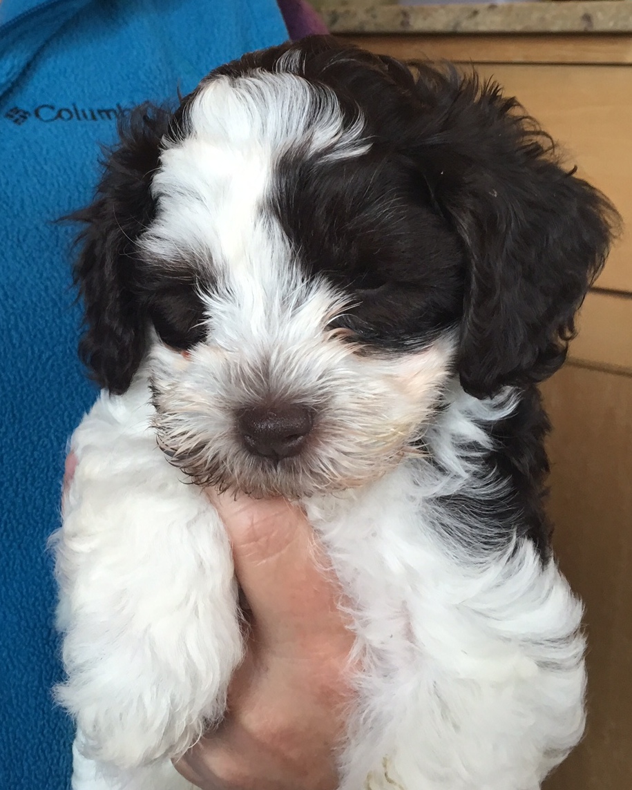 Golden Gate Labradoodles: Authentic Australian Labradoodles: Chocolate ...