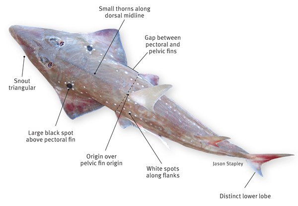 Guitarfish lives under sea