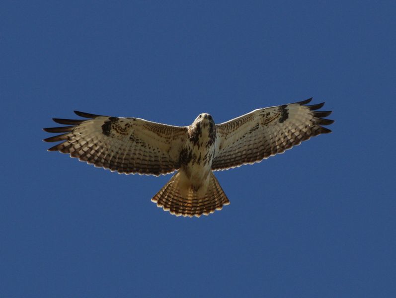 rapaces diurnas de cataluña: busardo ratonero(buteo buteo)fase clara ...