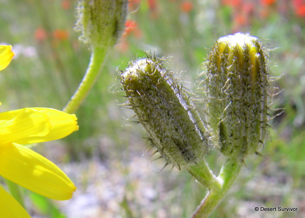 A Plant a Day: Modoc Hawksbead - Crepis modocensis