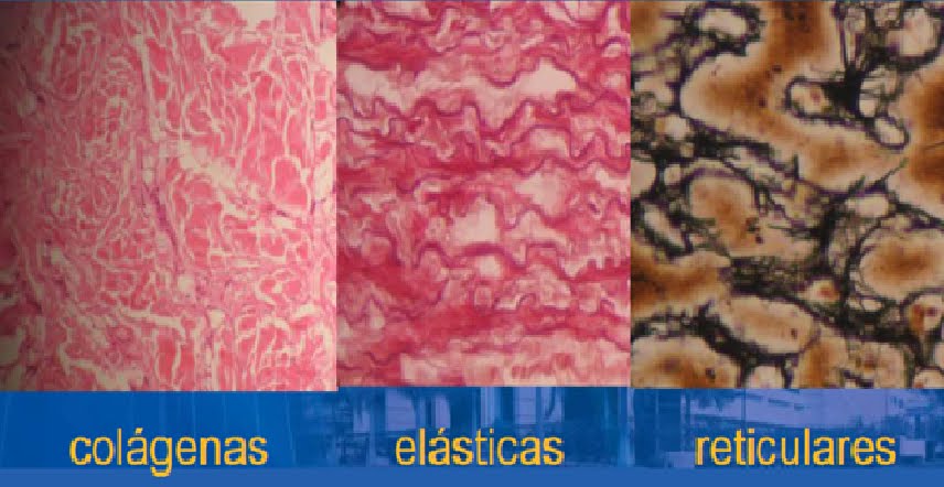 Miss Micaela Uribe Córdova: Tejidos del Cuerpo Humano