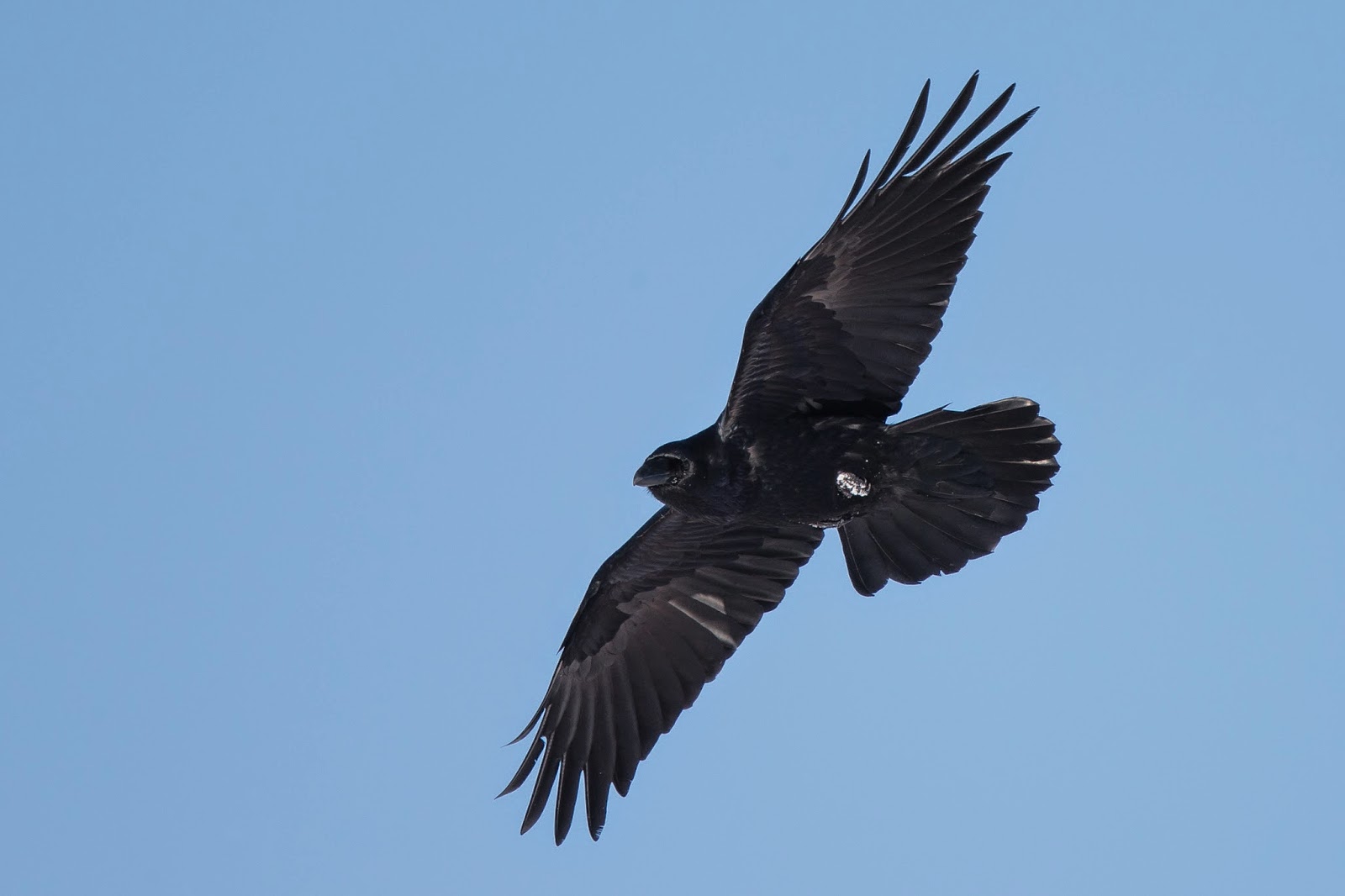 The Deskbound Birder: Norway Birding - 22nd March (Day 4 of 6)