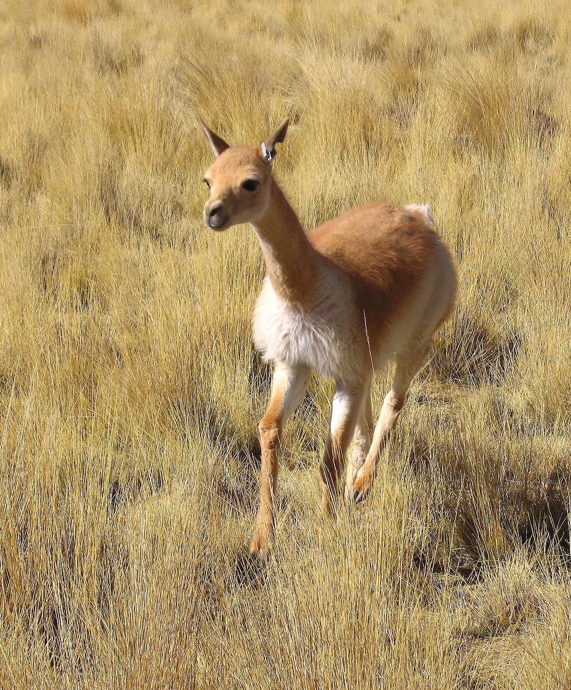 El ojo del buitre: Vicuña (Vicugna vicugna)