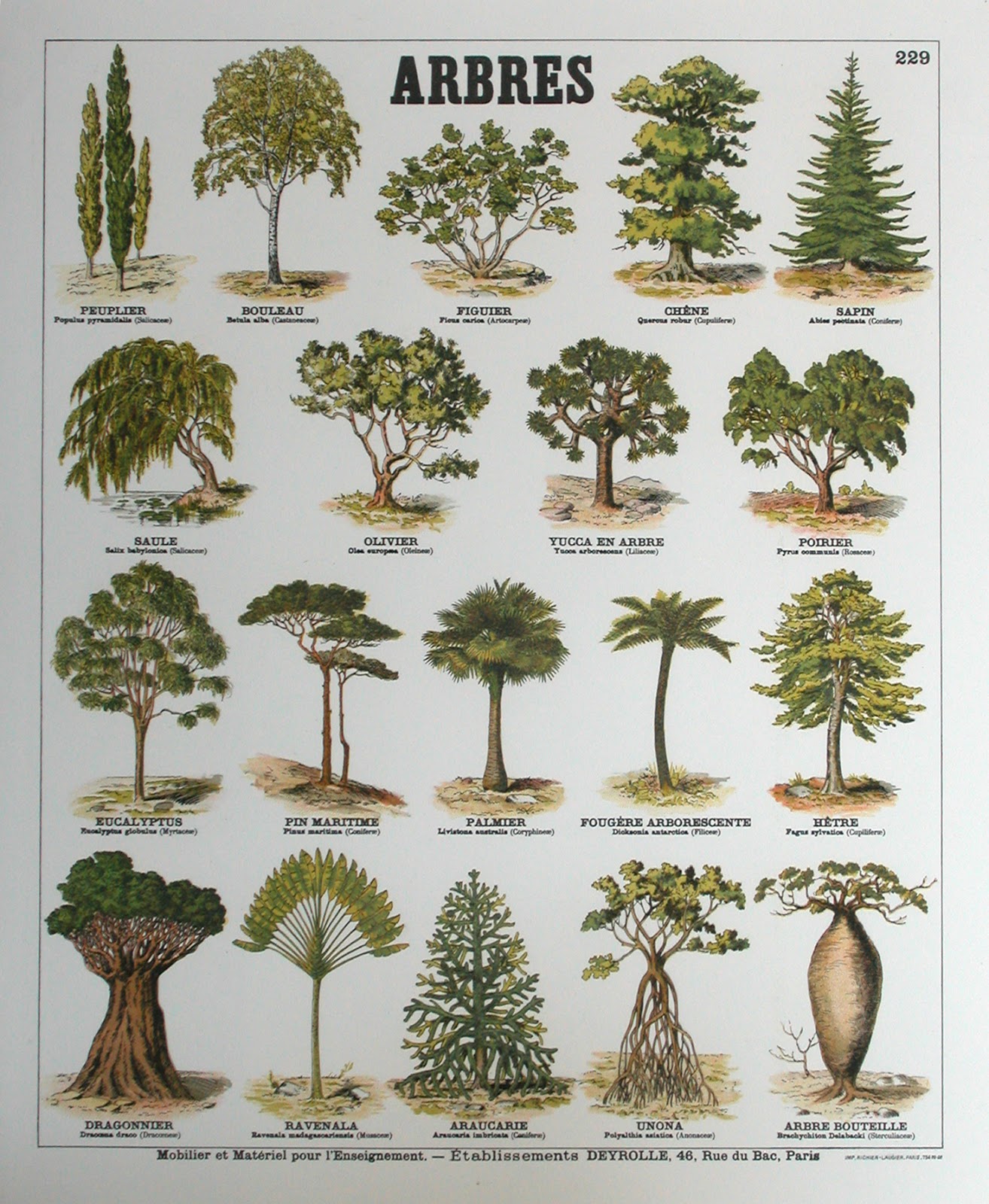 Pin by Galina Degtyareva on РАСТЕНИЯ | Tree art, Trees to plant, Tree ...