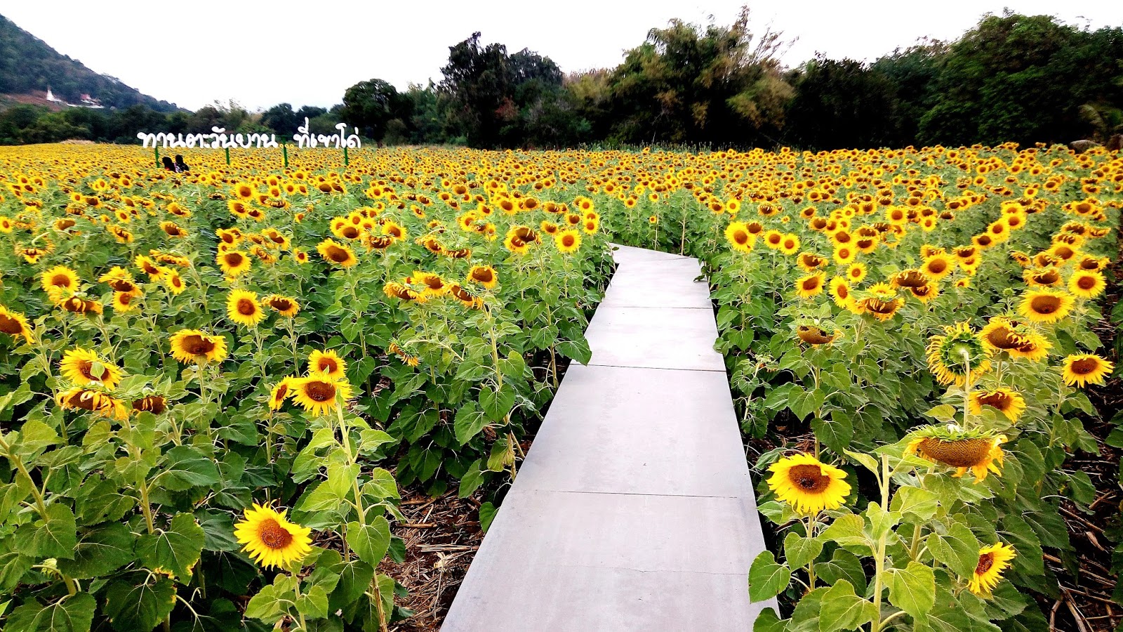 Tren Gaya 40+ Bunga Walisongo Bangkok