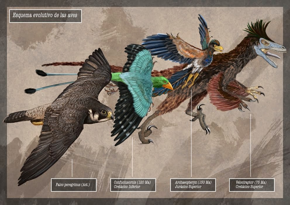 Esquema evolutivo de las aves - Diego Ortega Alonso