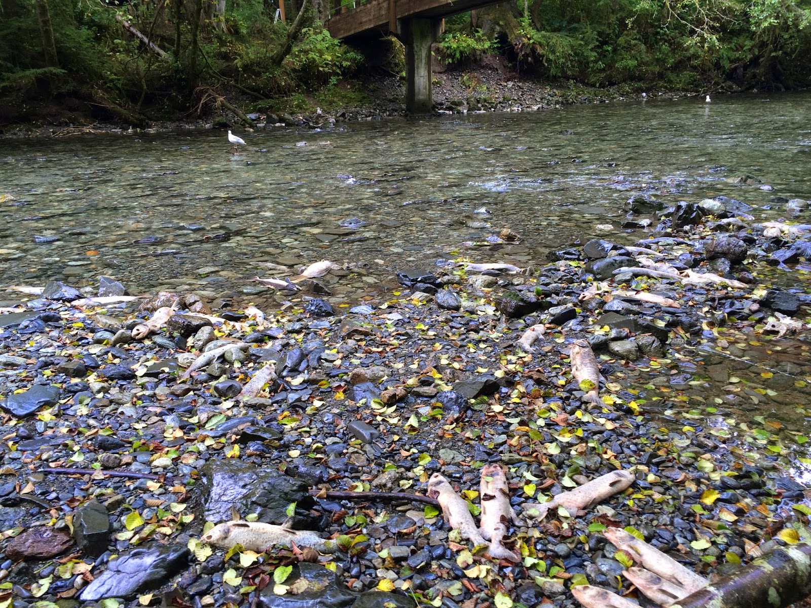 Learning from Spawning Salmon