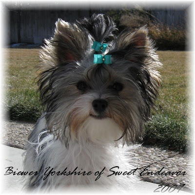 Cheryl's Yorkies: Biewer Yorkies - February 8, 2011