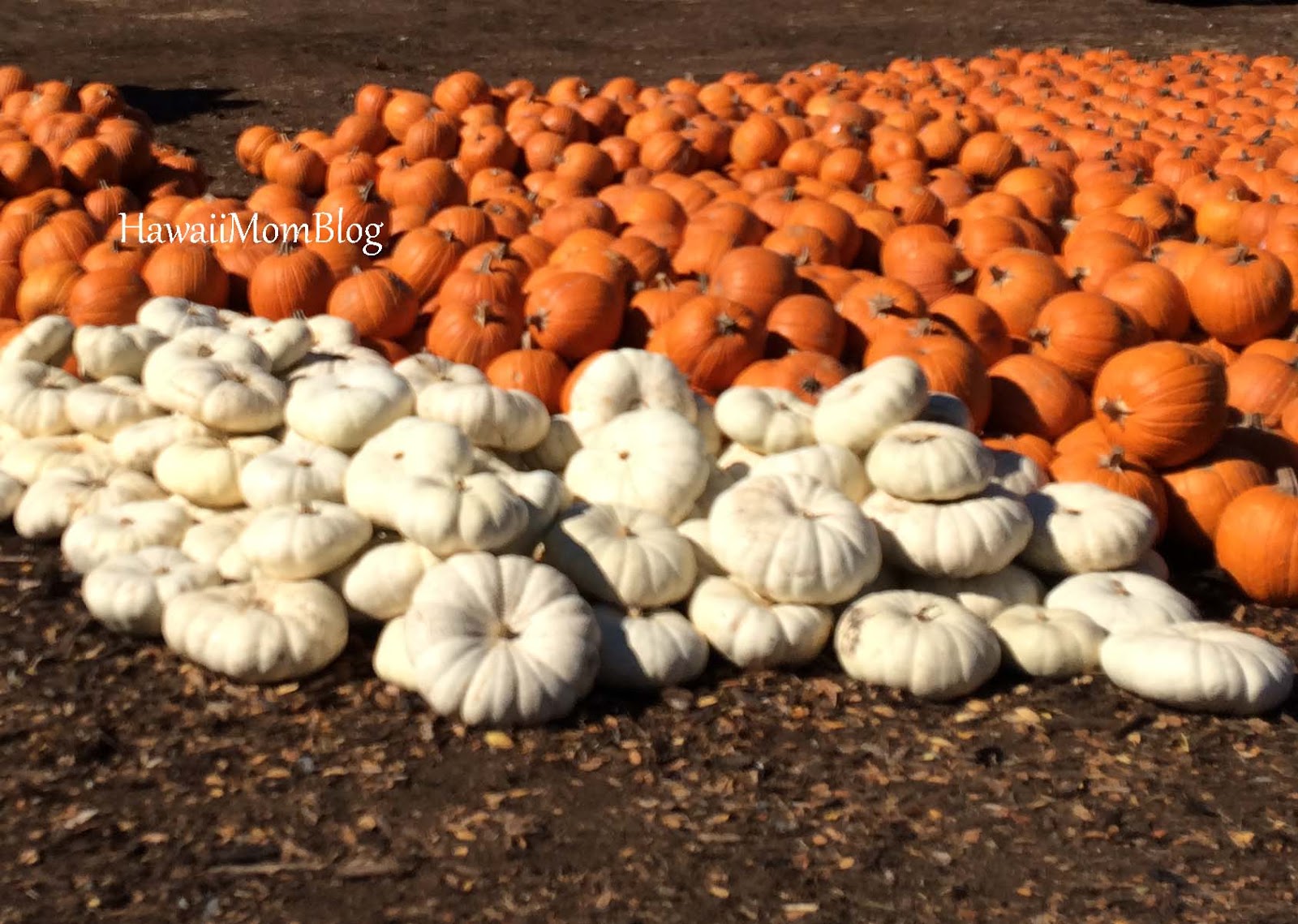 Hawaii Mom Blog: Aloun Farms 15th Annual Pumpkin Festival - Last Weekend!