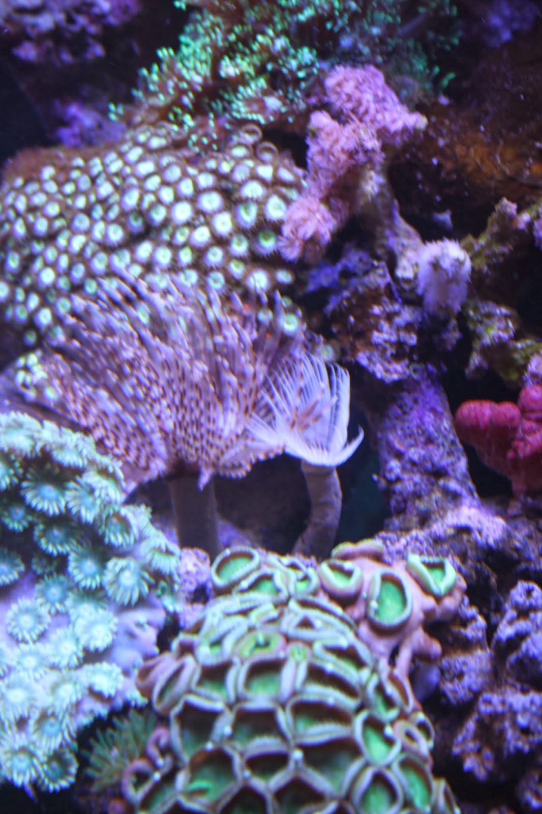 L'aquarium d'eau de mer sous les tropiques: Les vers polychètes