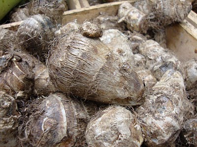 Taro Root Poi
