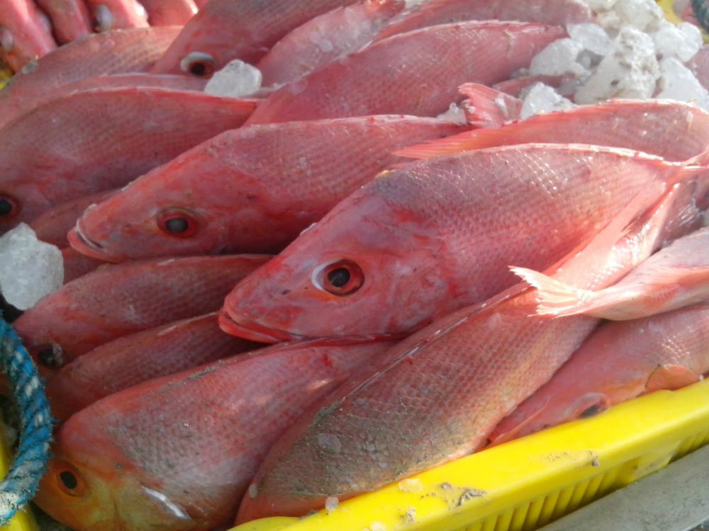 Red Snapper Fish, Red Snapper Fish Wholesale, Red Snapper Nutrition ...