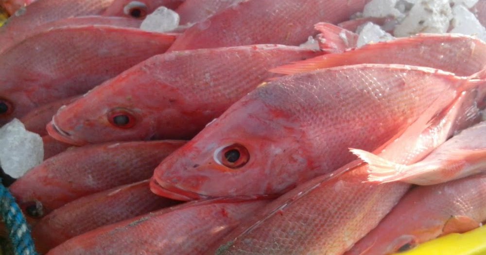Profile : Red Snapper Fish Wholesale - Info Red Snapper Nutrition and ...