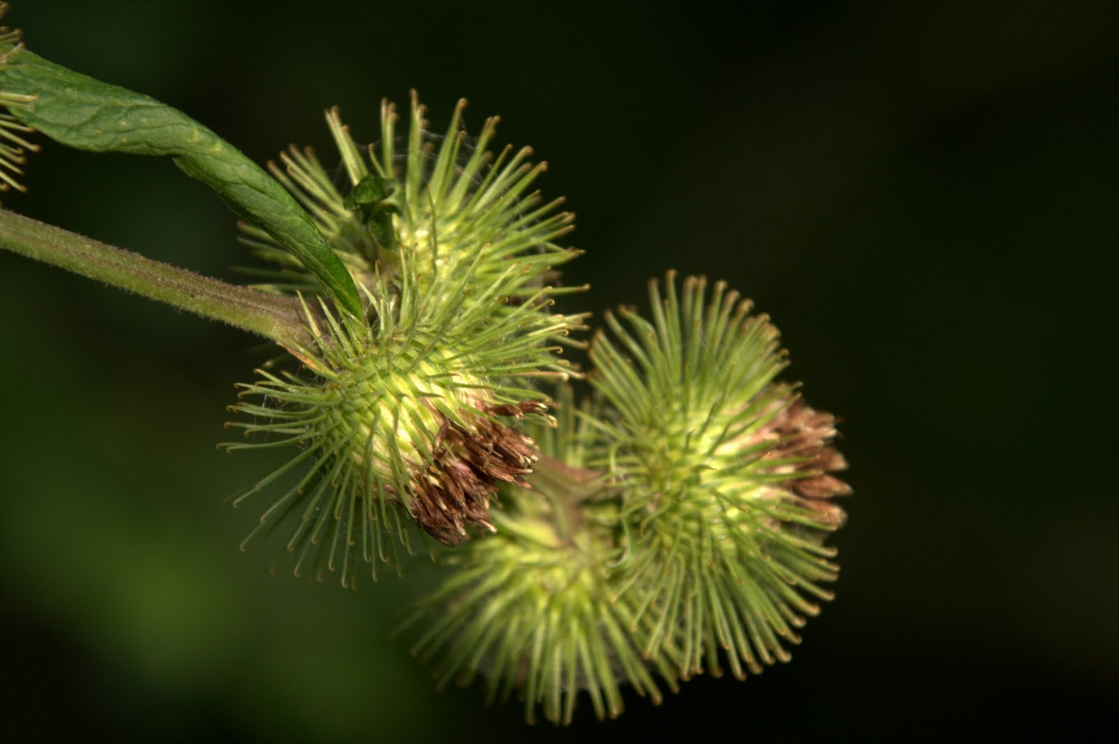 Alpenblumen: Grosse Klette - Arctium lappa