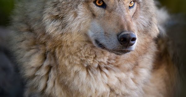 White Wolf : New Wolf Species Emerging in America