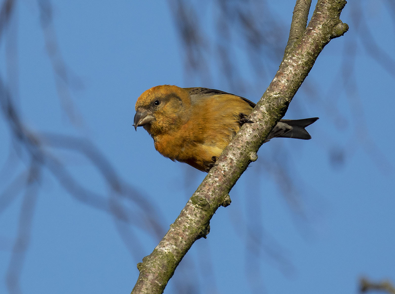 pewit: Common Crossbills