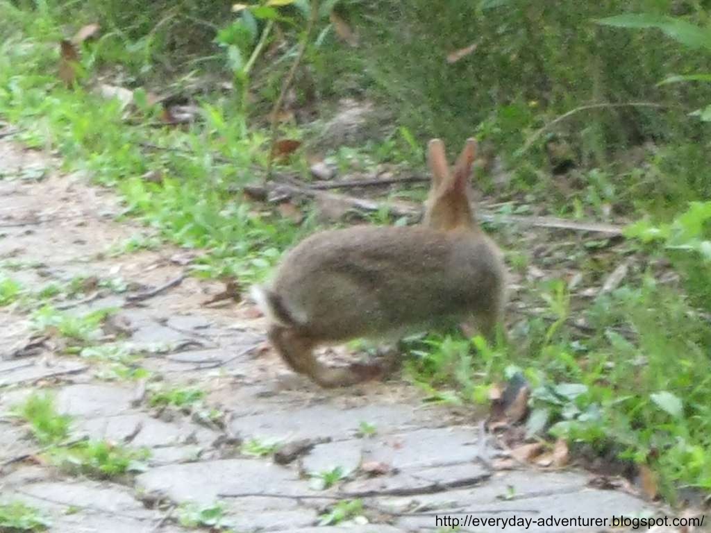 Tales From The Everyday Adventurer: Down The Rabbit Hole