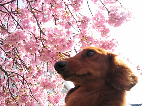 Paws for Reaction: Photos: Cute Dogs Celebrate Springtime