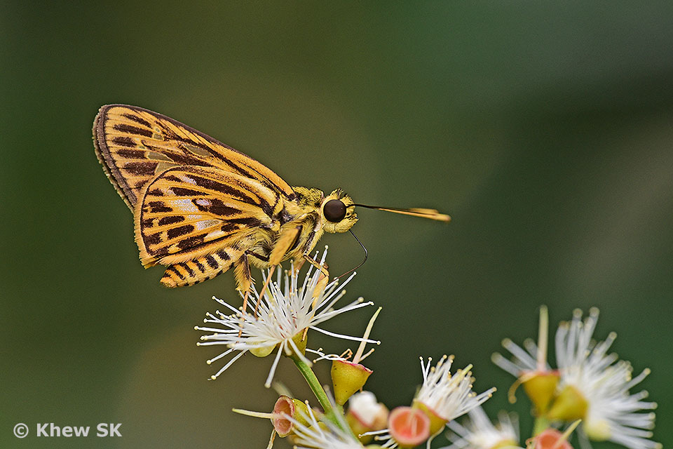 Butterflies of Singapore: Favourite Nectaring Plants #15