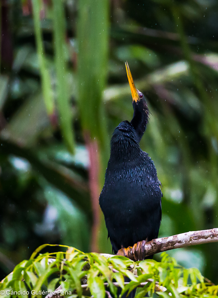 ANHINGA ANHINGA - Pato Aguja Americano | Observatorio de la Naturaleza