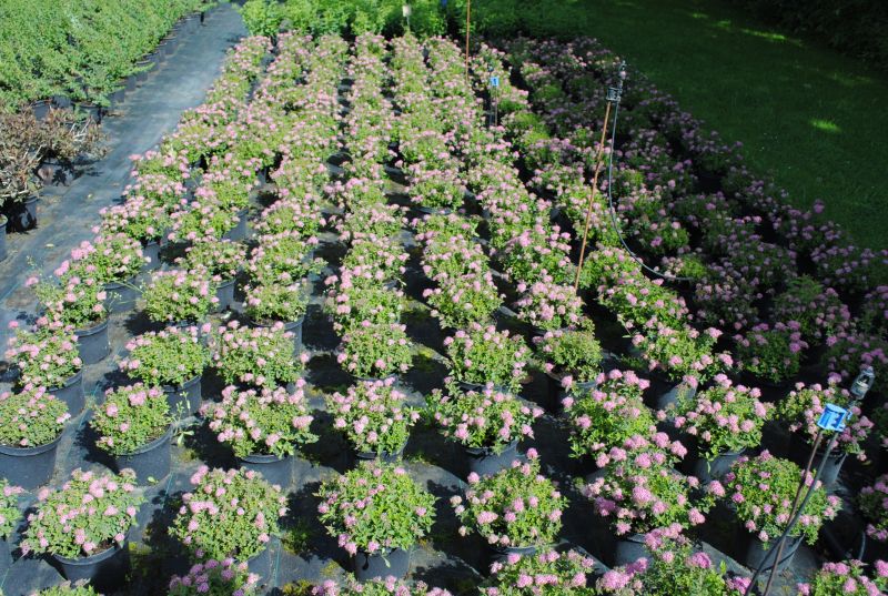 AnneAed: IHALDATUD TAIMED