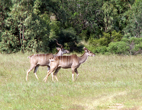Dóér in die bosveld - fabels vir Afrika: Die koedoe, die hiëna en die skaap