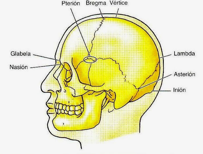 Karate y acupuntura: UTILIZACION DEL URAKEN-UCHI Y SU PELIGROSIDAD CON ...