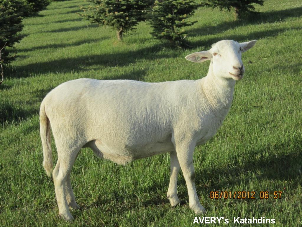 AVERY's KATAHDIN SHEEP: How Can You NOT Appreciate a Shedding Sheep
