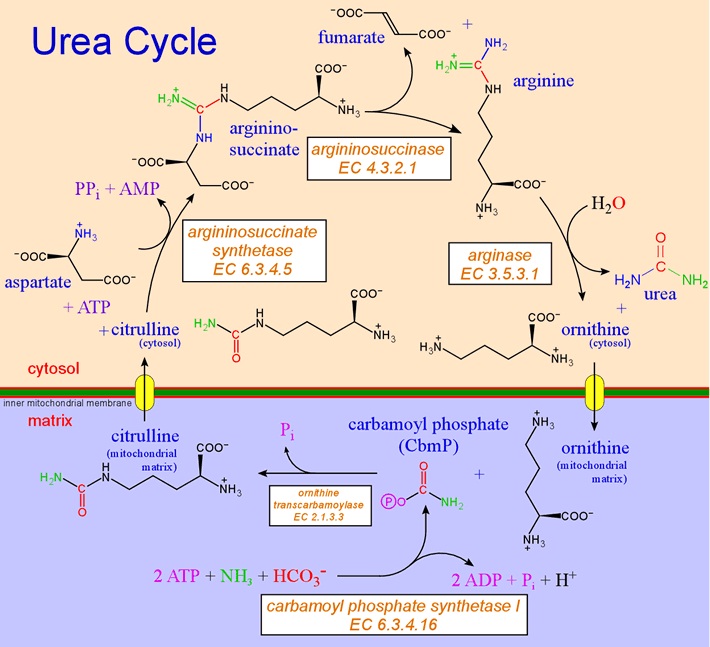 Pengertian, Tahapan dan Proses Siklus Urea pada Manusia dan Hewan