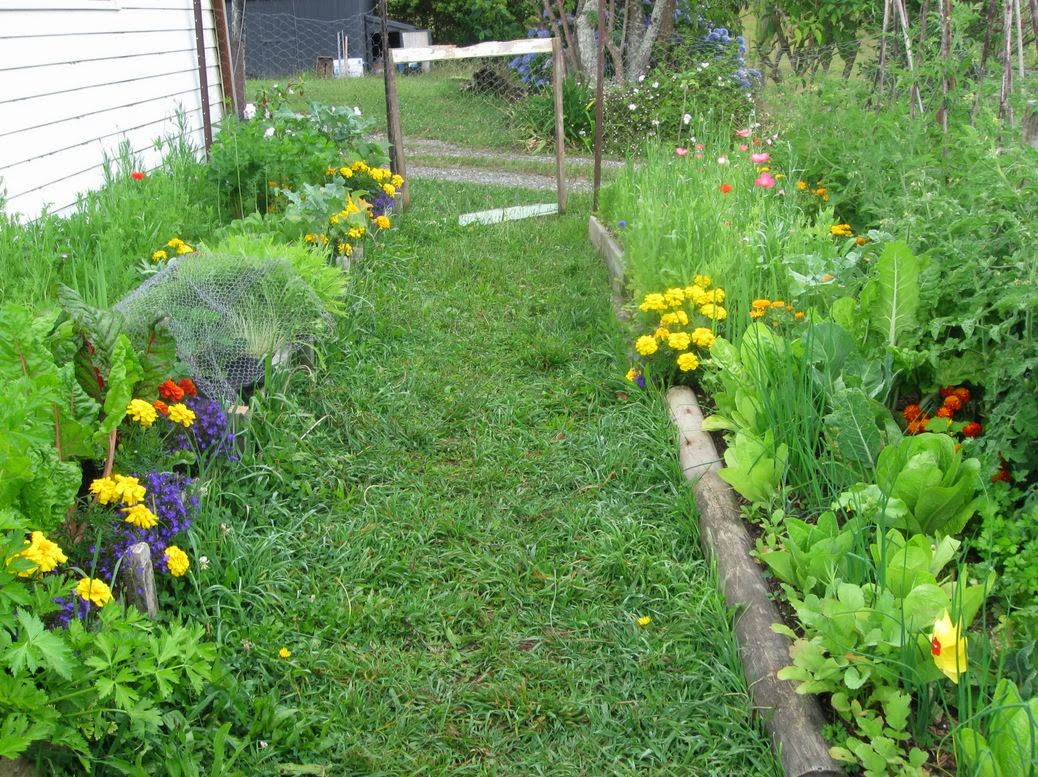 Happy Ramblings: Really happy about my vegetable patch