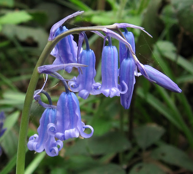 Bluebells | Naturally