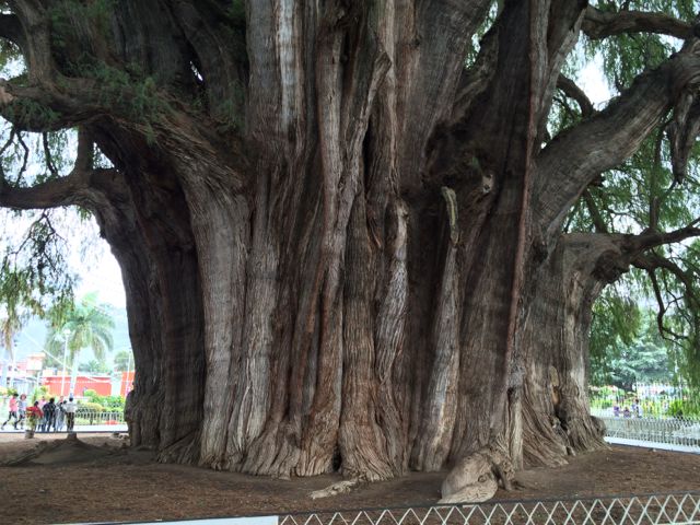 Brit Abroad: Monte Alban and the Tree of Tule