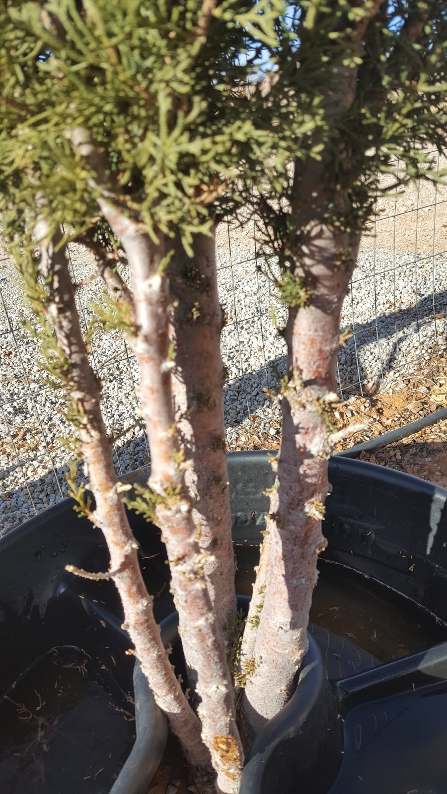 Xtremehorticulture of the Desert: Italian Cypress and Twisted Juniper ...