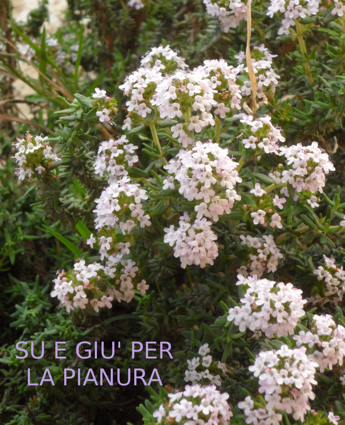 Su e giu per la Pianura Padana: Colori in giardino