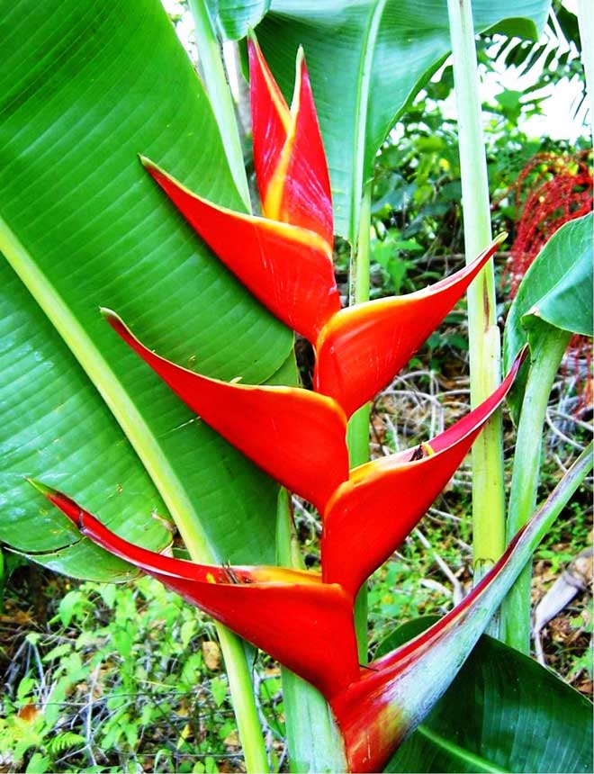 ECOLOGY: The Amazon rainforest