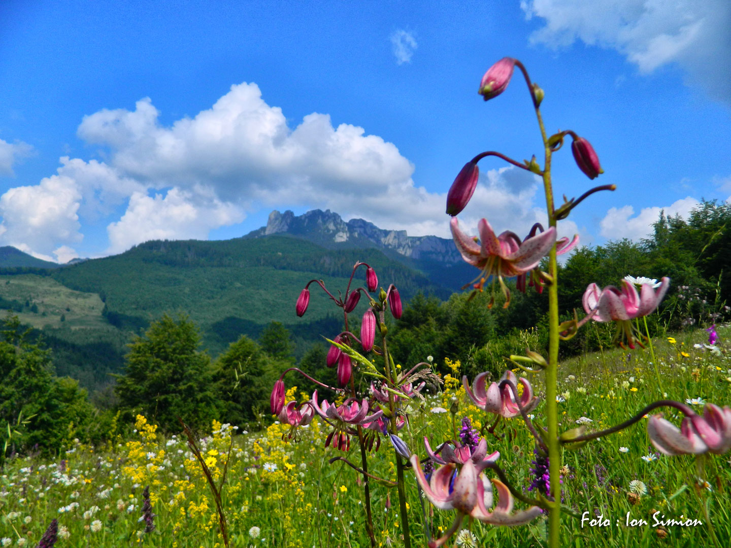 De vorba cu mine însumi: Crinul de padure
