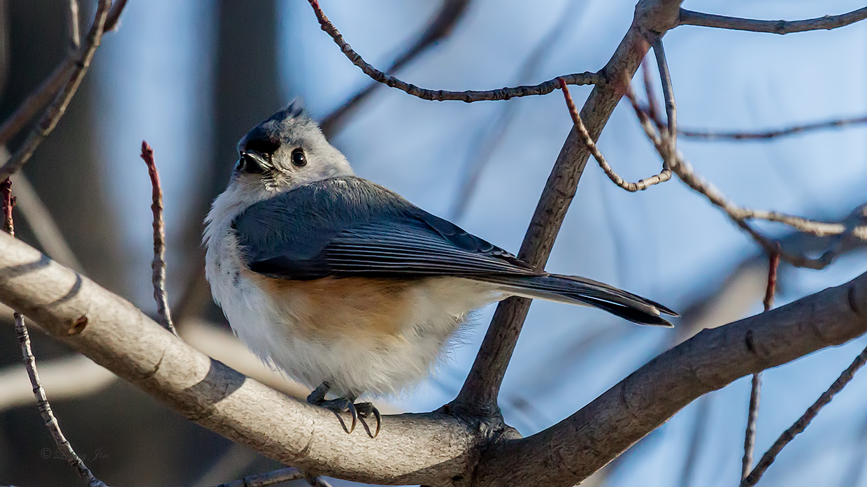 See What I See: Birds in January