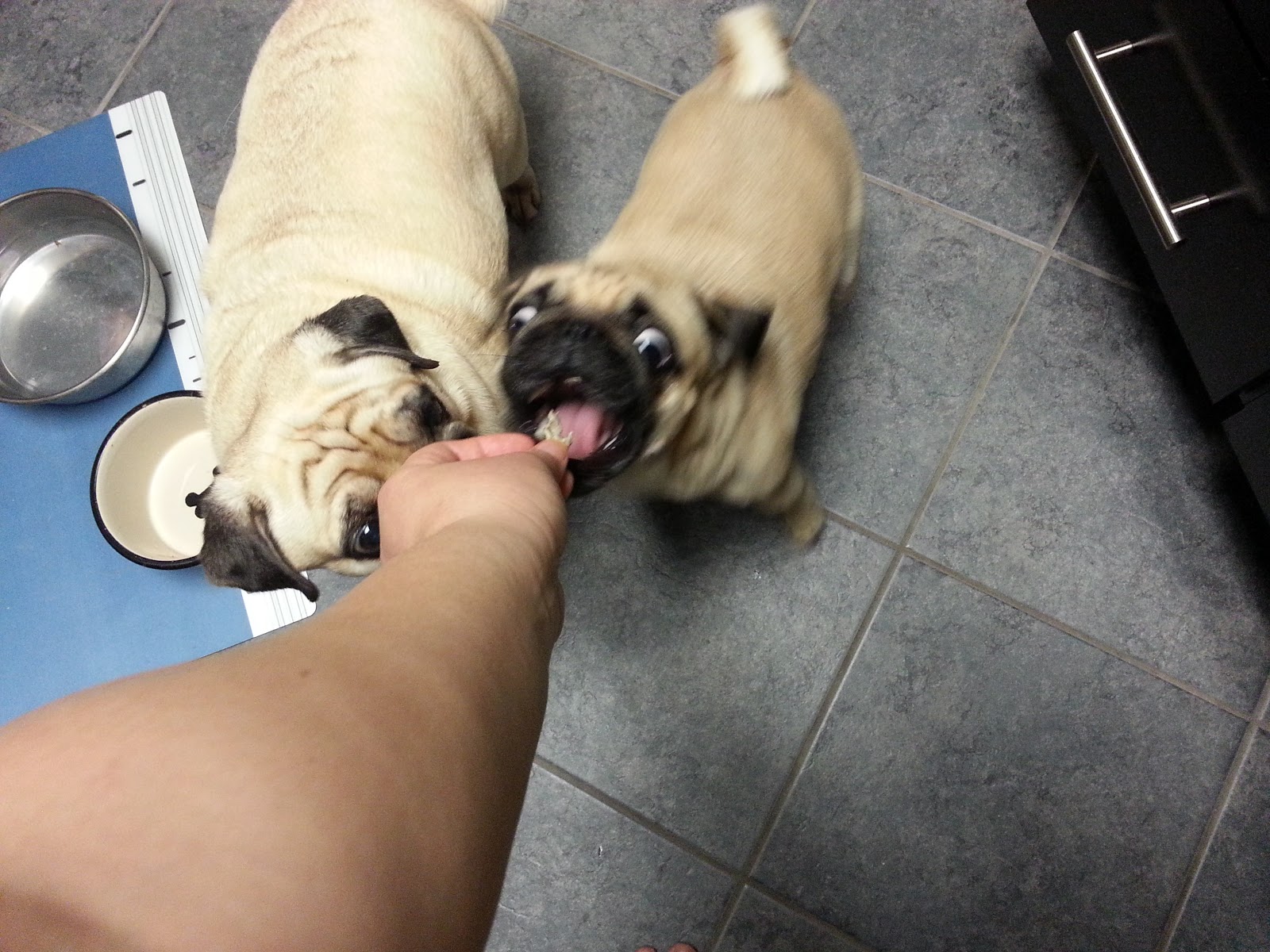Grubbin' Pugs: Lemony Orzo Veggie Salad with Chicken, Dill, and Goat Cheese