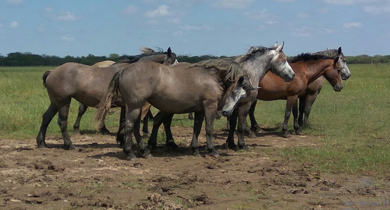 CABALLOS PERCHERONES CABAÑA LA TURCA: PERCHERONAS PREÑADAS