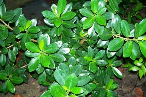 Flora de Puerto Rico Ilustrada Papo Vives: MORACEAE FICUS MICROCARPA ...