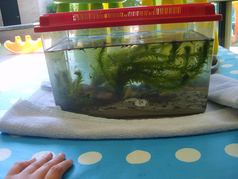 Welkom in de muizenklas!: Thema: "Plons... De vijver in!"