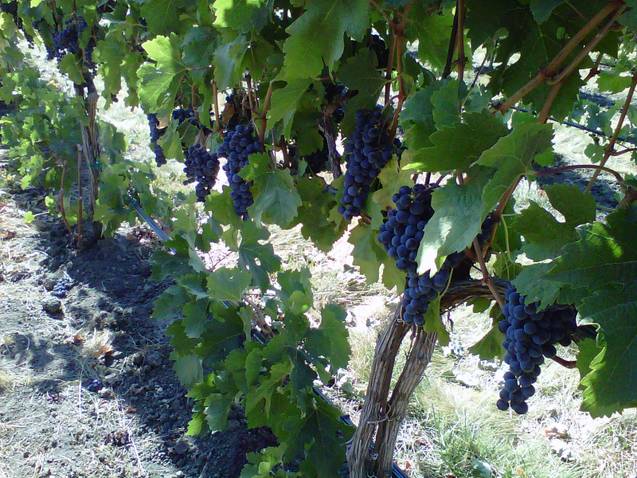 Wild Walla Walla Wine Woman™: An Afternoon with Figgins Family Wine