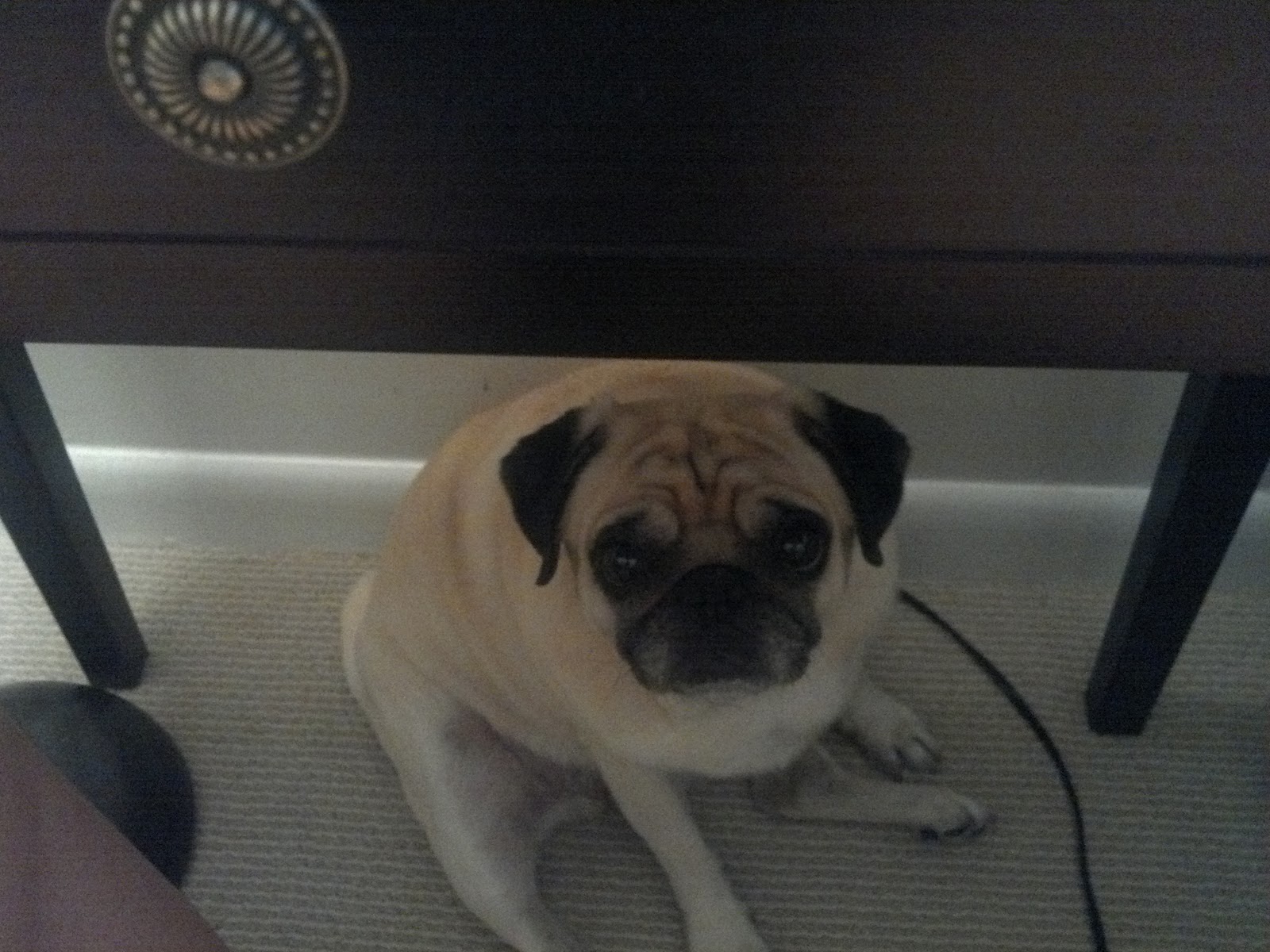 Lil Smug Pug: Internet Madness, Pug Photos, and New Harness - Yippee!