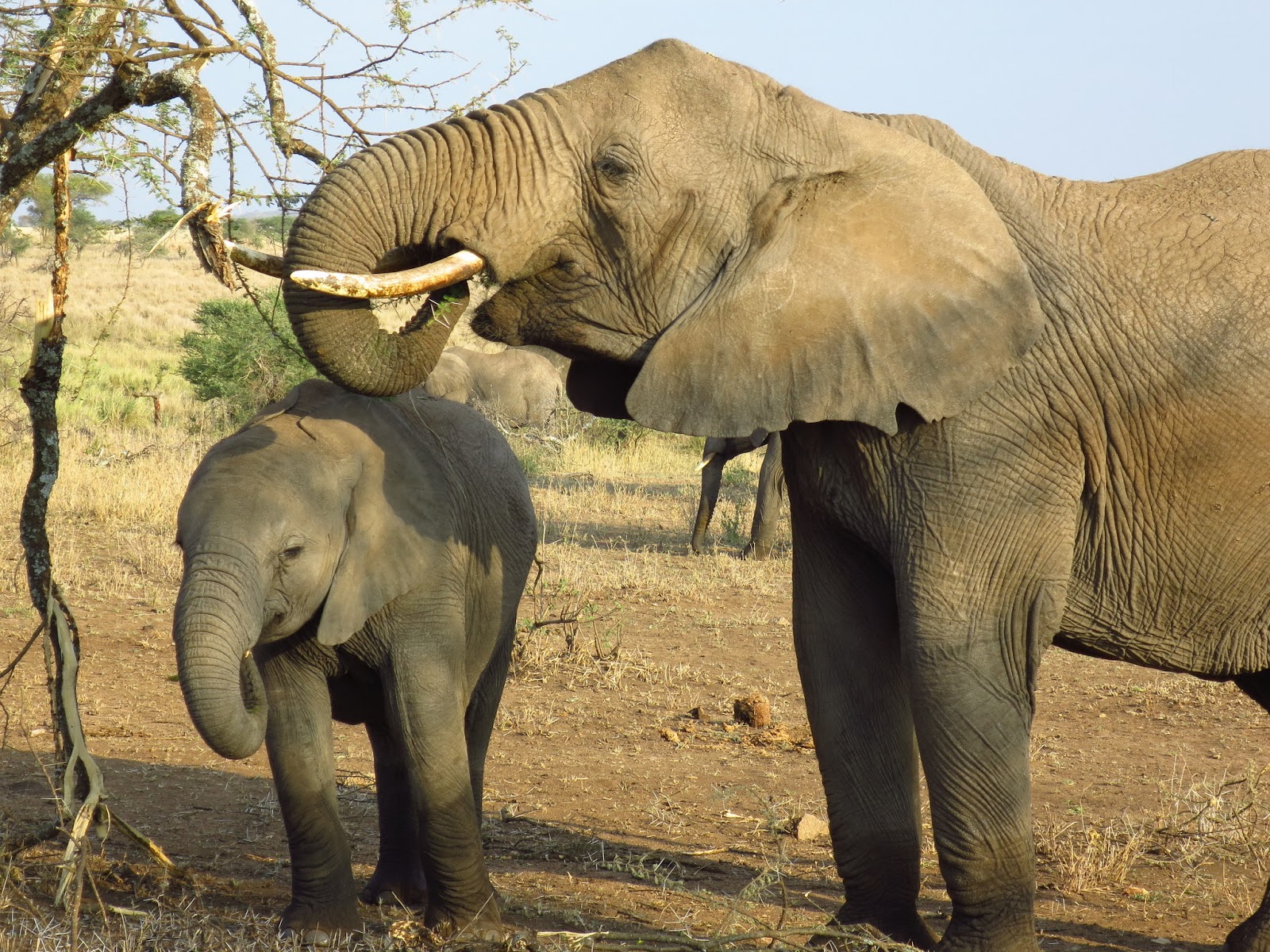 Awesomemoon: Serengeti