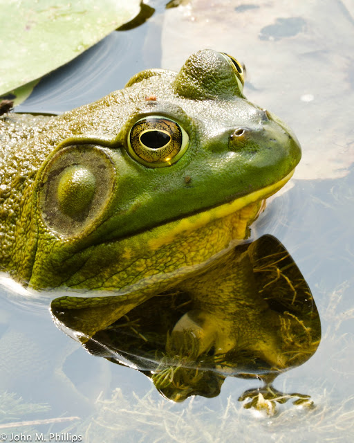 SKEPTIC PHOTO: FROGS AND LILYPADS