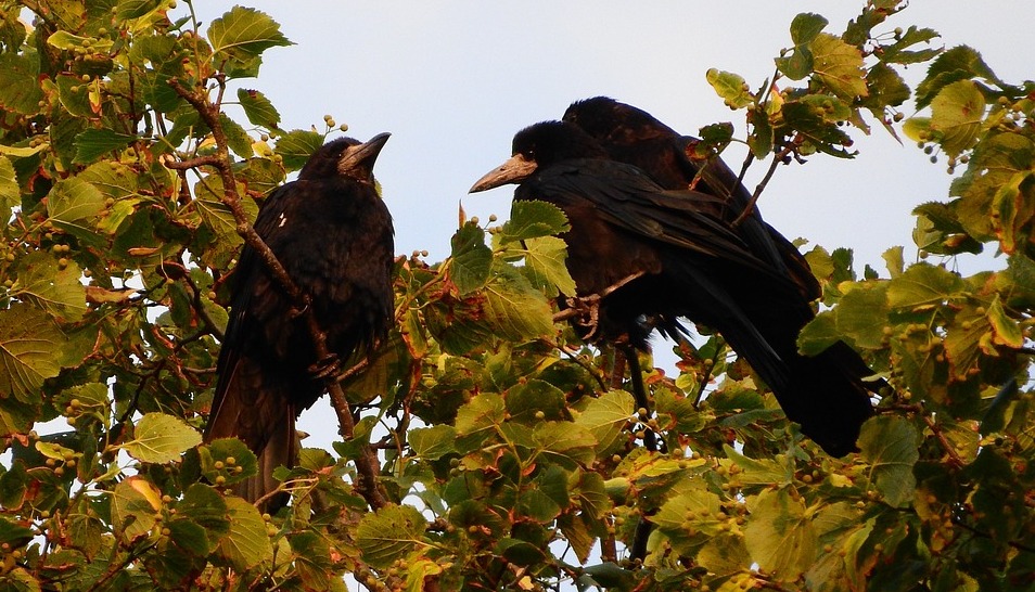 Contes d' Animals: EL CORB