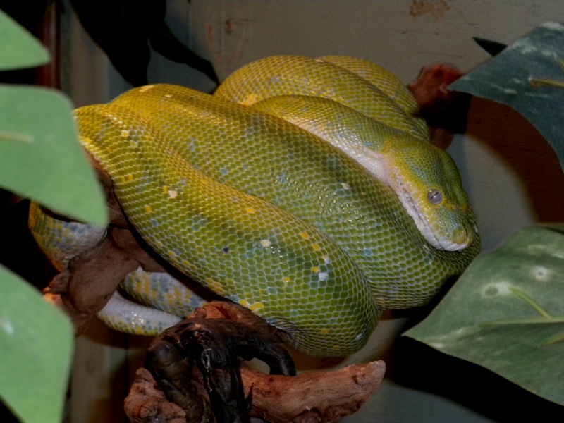 The Zoo Review: Species Fact Profile: Green Tree Python (Morelia viridis)