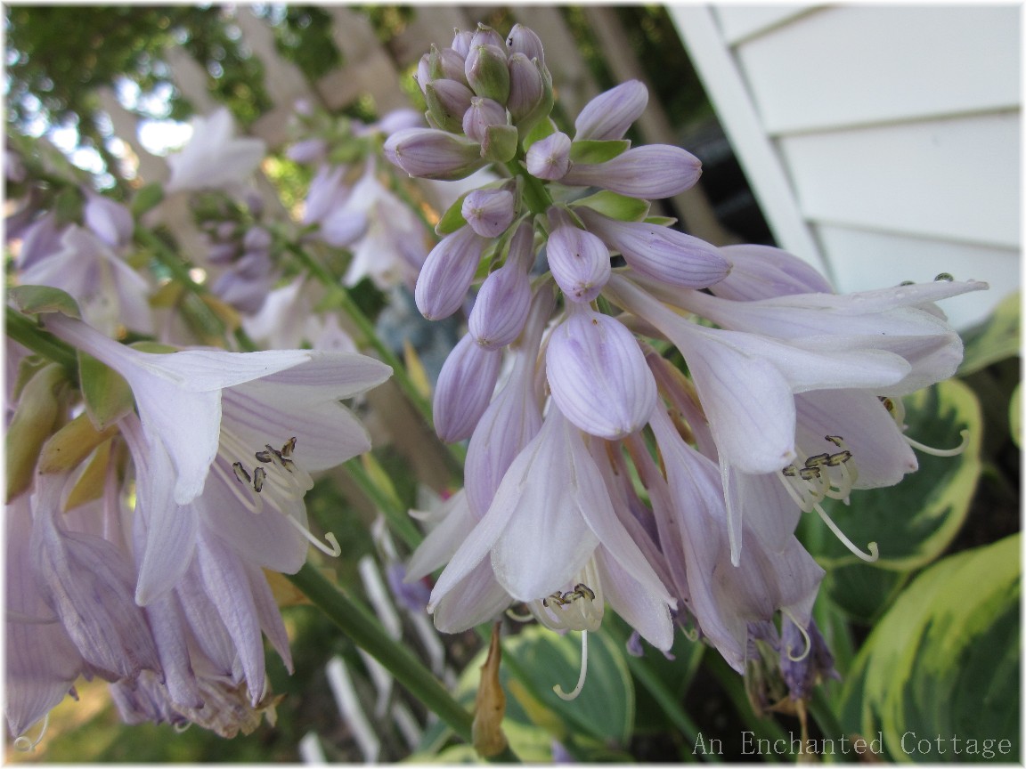 An Enchanted Cottage: Hosta, Sweet Hosta....